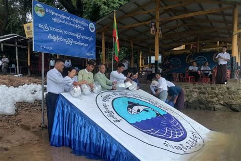 ဇေယျာသီရိမြို့နယ်ရှိ ပေါင်းလောင်မြစ်အတွင်း ငါးသယံဇာတတိုးပွားစေရန် ငါးမြစ်ချင်းသားပေါက် ကောင်ရေ င