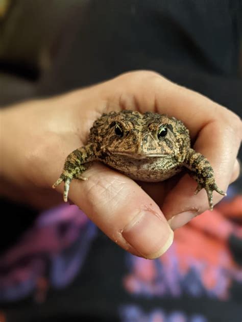 Is This Guy A Cane Toad Located South East Qld Australia Rfrogsandtoads