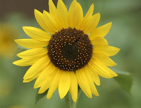 向日葵 植物名称 搜狗百科