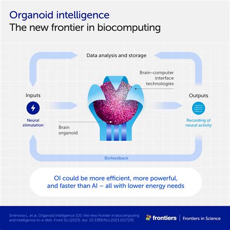 “organoid Intelligence” Revolutionary Biocomputers Powered By Human Brain Cells