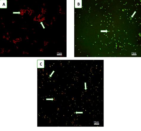 Figure 1 From Efficacy Of Lytic Phage Cocktails On Staphylococcus Aureus And Pseudomonas