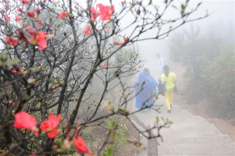 全国网媒登八卦脑之巅共睹百年杜鹃花王的英姿 旅游频道