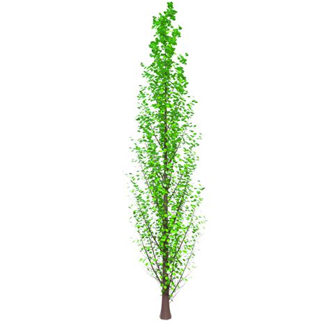 Tree Isolated On Transparent PNG Tree Isolated On Transparent PNG
