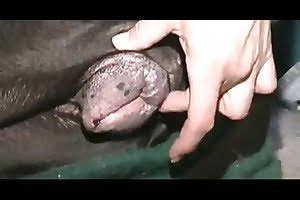 Kutya Szex Állatpornó videók és állatias filmek ingyen