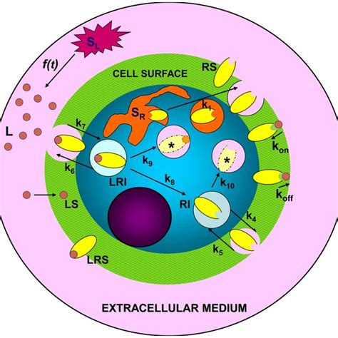 Representation Of The Model Schematic Representation Of The Production