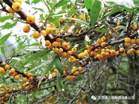 唐三鏡許曉麗 沙棘釀酒方法大全 每日頭條