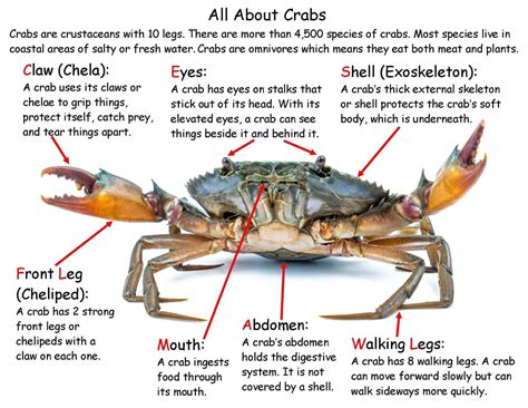 Crab Body Parts Diagram And Functions