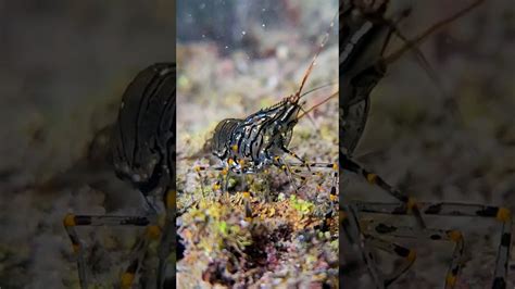 스노클링 명소 코난 비치에 사는 왕새우는 뭐 먹나 제주도 코난비치 물속 새우 스노클링 여행지추천 Youtube