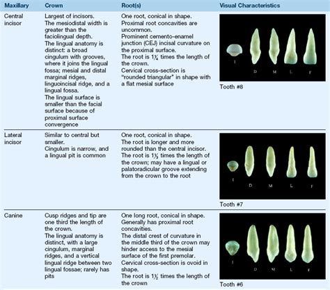 5 Clinical Oral Structures Dental Anatomy And Root Morphology Pocket Dentistry