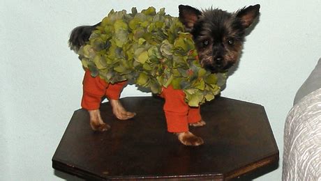 Ch Ch Ch Chia Threads