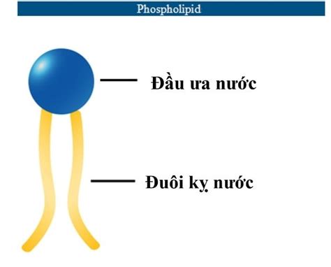 Màng Sinh Chất Sinh 10 Lý Thuyết Về Cấu Trúc Thành Phần Và Chức Năng