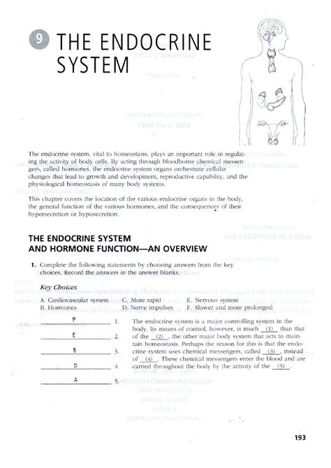 Chapter 9 The Endocrine System Coloring Workbook Answers