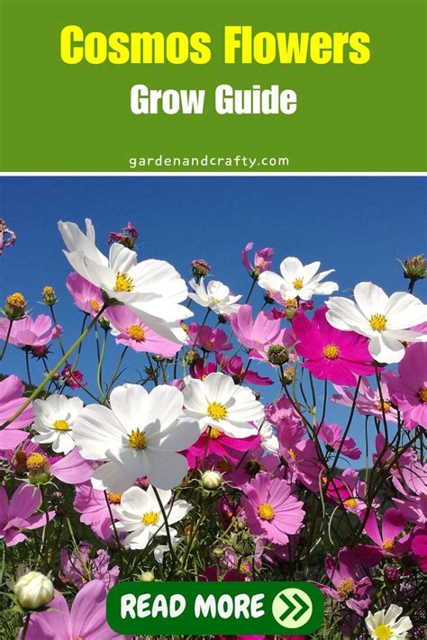 Cosmos Grow Guide (2026)