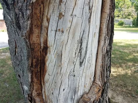 Repairing damaged tree bark (2026)